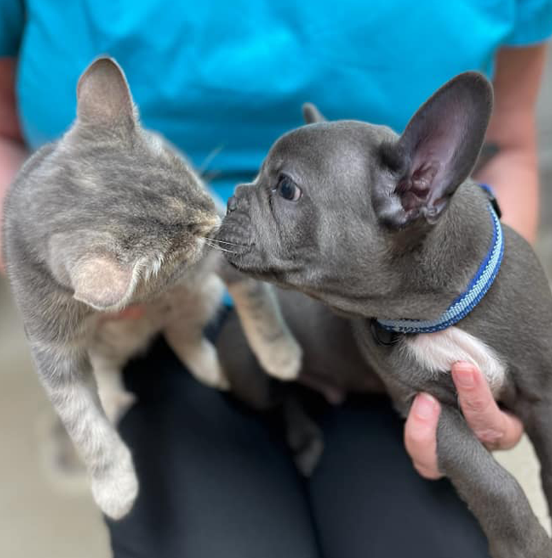 Veterinarian in Ottawa | Vets Near Me | Chessie Lane Animal Hospital