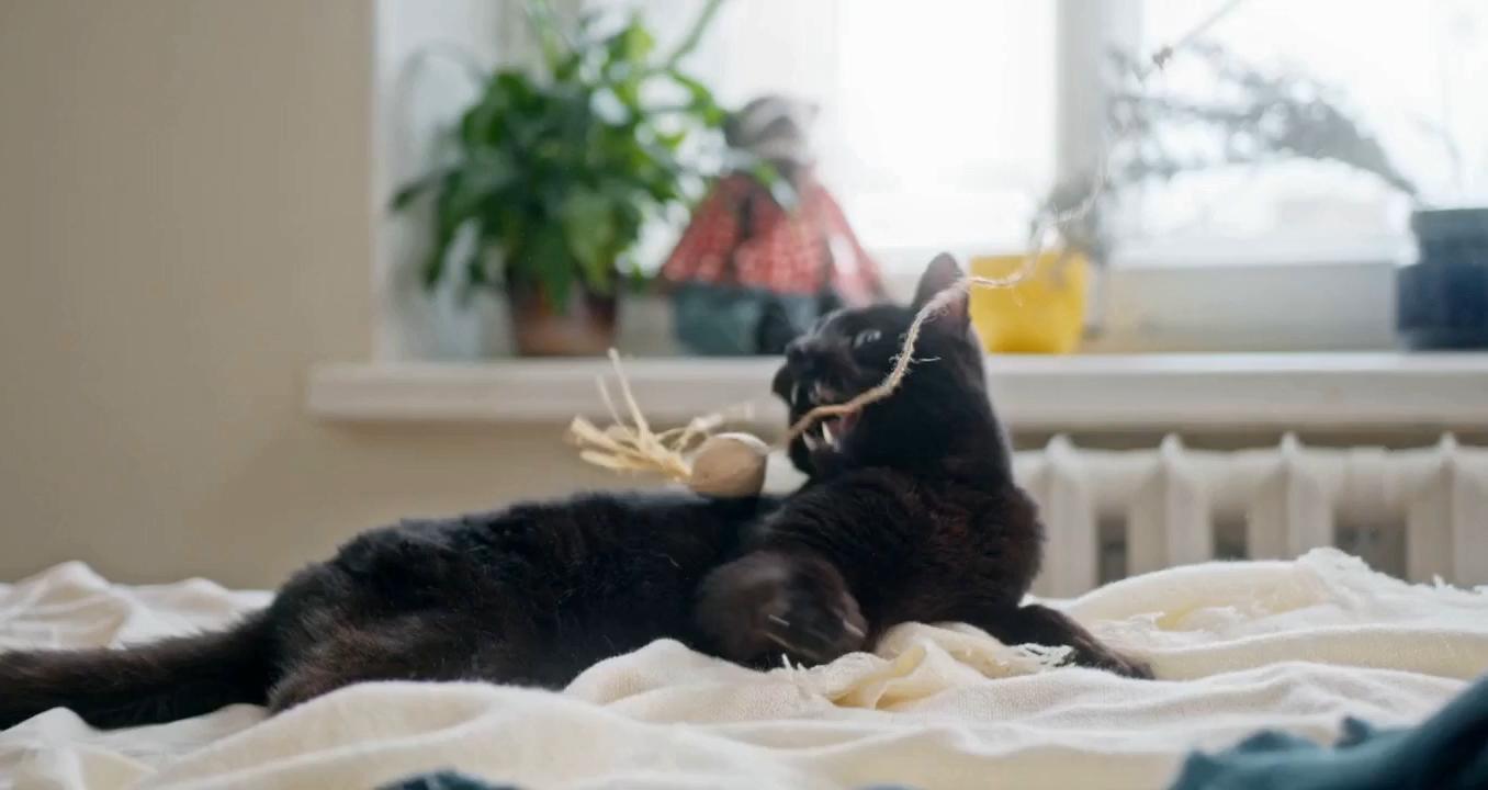 Services - Vet in Ottawa | Chessie Lane Animal Hospital